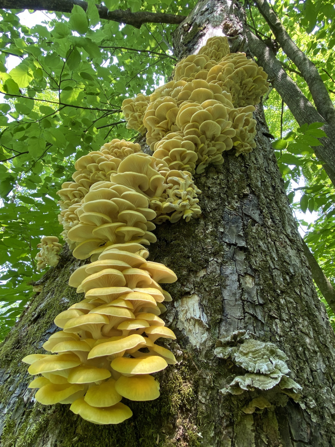The Metro: Golden oyster mushrooms are edible, invasive and spreading ...